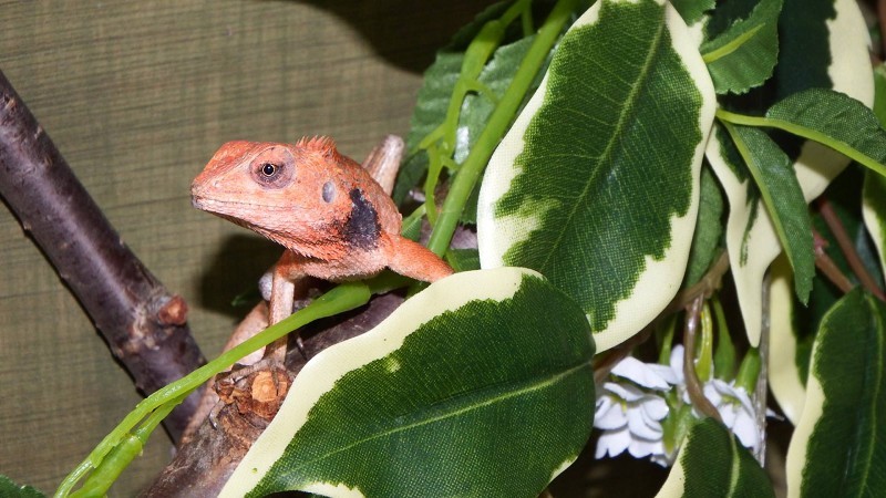 Barleylands Farm Park & Craft Village Photos