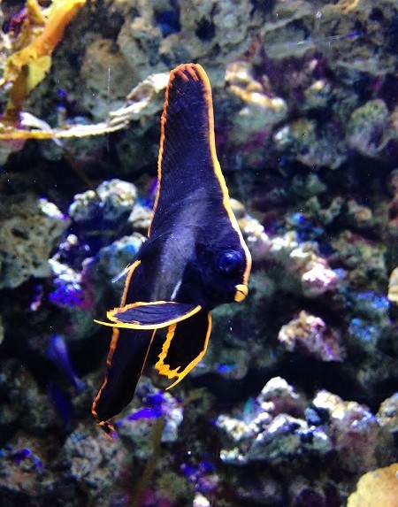 BATTY FISH THAT THINKS IT'S A FLATWORM- Days out in the UK - DOUK.com