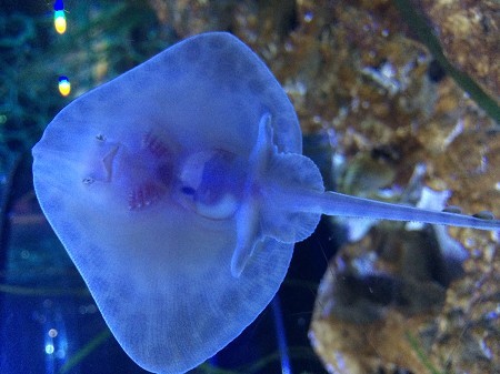 THREATENED BABY RAYS THRIVING AT AQUARIUM- Days out in the UK - DOUK.com
