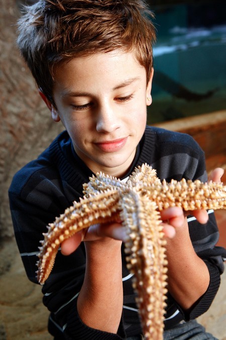 SEVERED STARFISH LEG GROWING A NEW BODY AT BRISTOL AQUARIUM- Days out ...